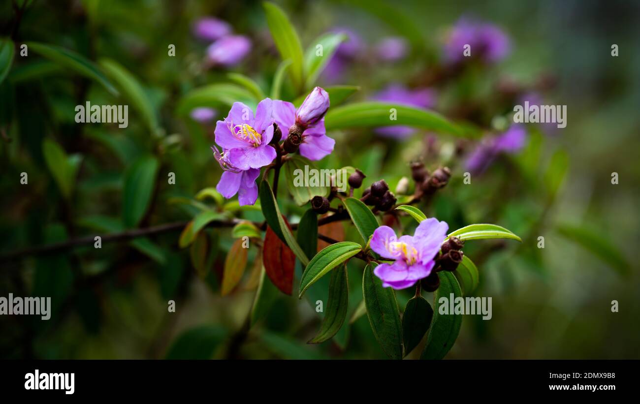The blooming of Senduduk flowers Stock Photo - Alamy