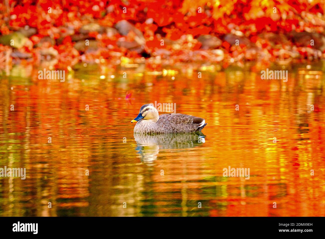 Light refraction duck hi-res stock photography and images - Alamy