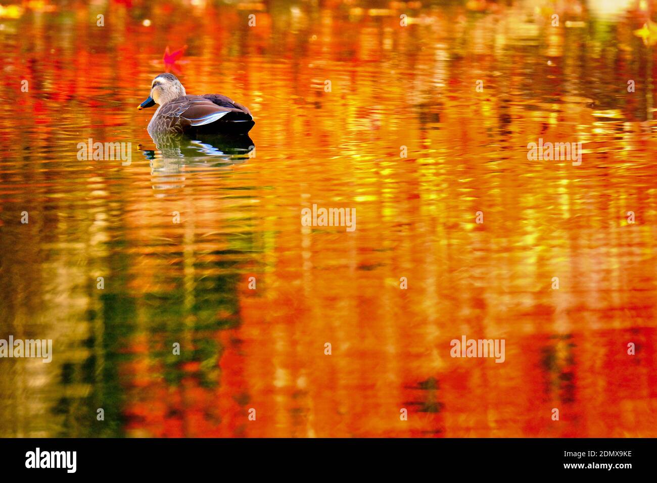 Light refraction duck hi-res stock photography and images - Alamy