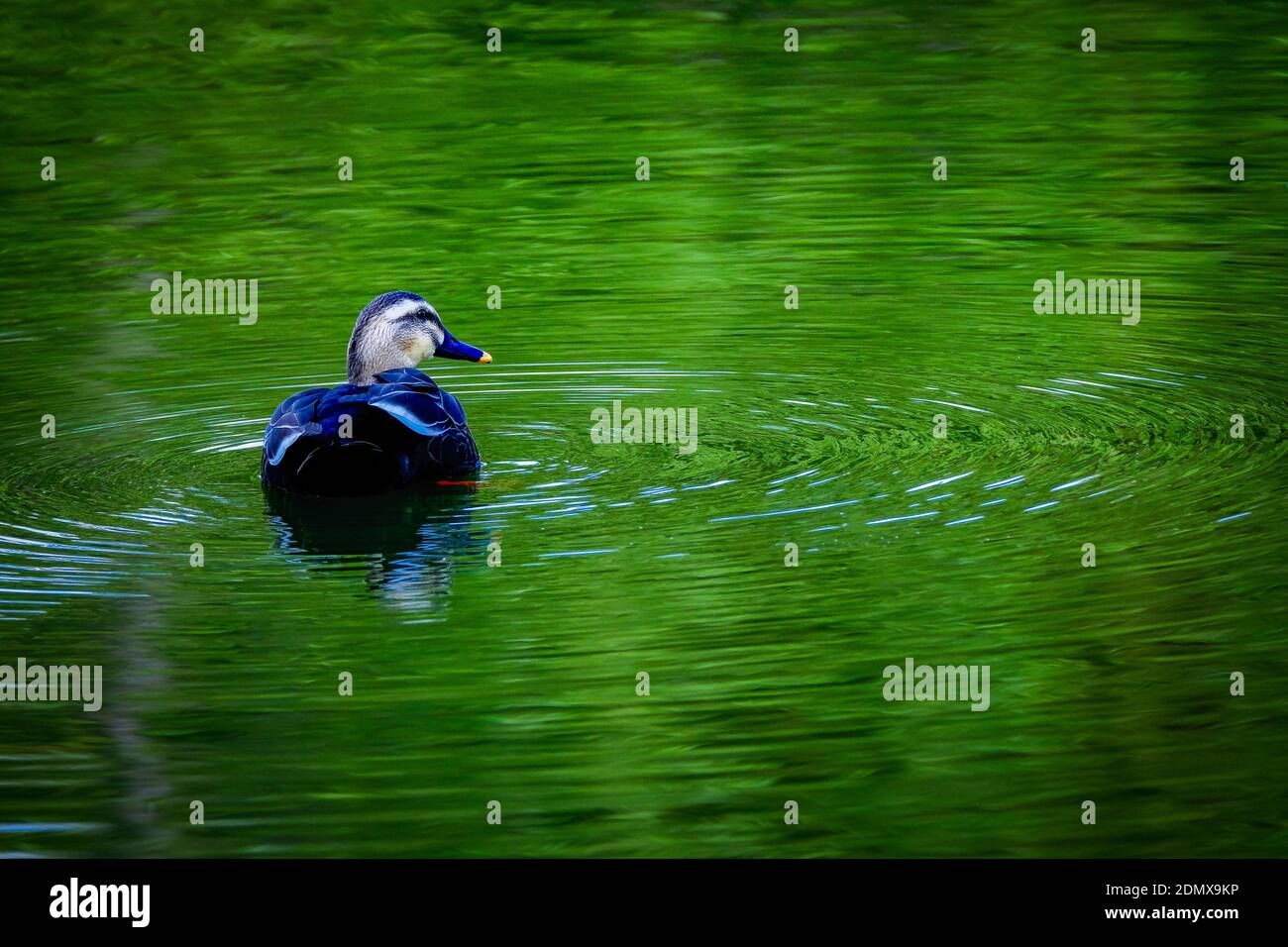 Light refraction duck hi-res stock photography and images - Alamy