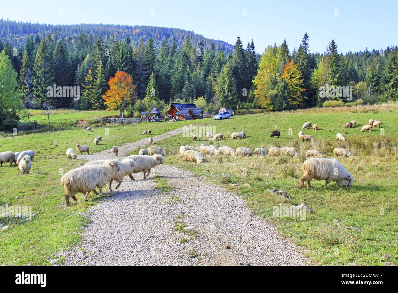 Sheep pasture on the meadow. Agriculture in mountain Stock Photo - Alamy