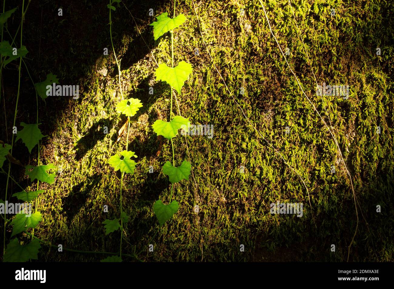 Forest of Aso, Kumamoto Prefecture, Japan Stock Photo - Alamy