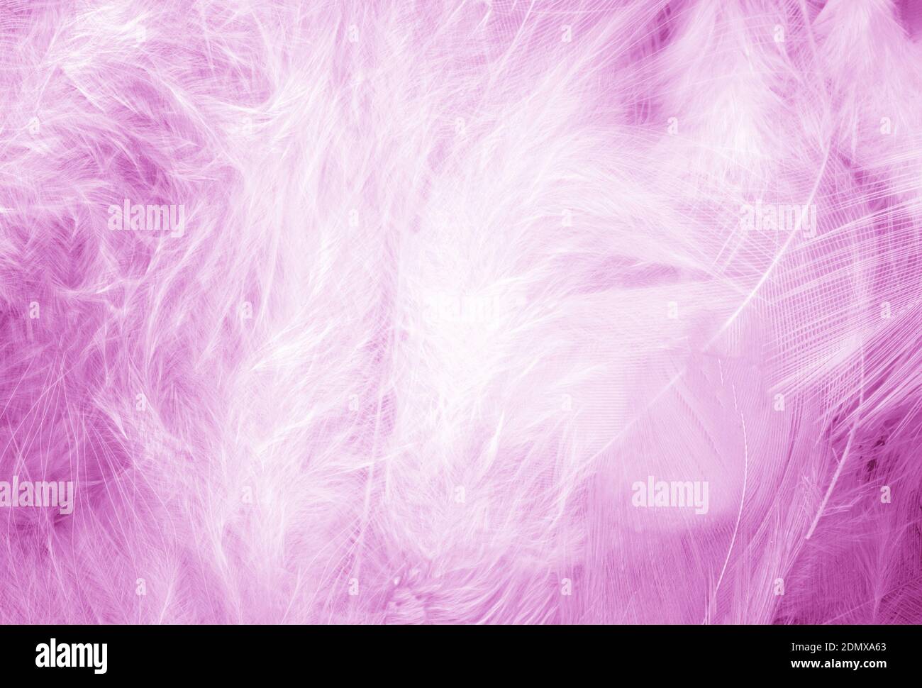 Purple feathers texture background - High resolution Stock Photo - Alamy