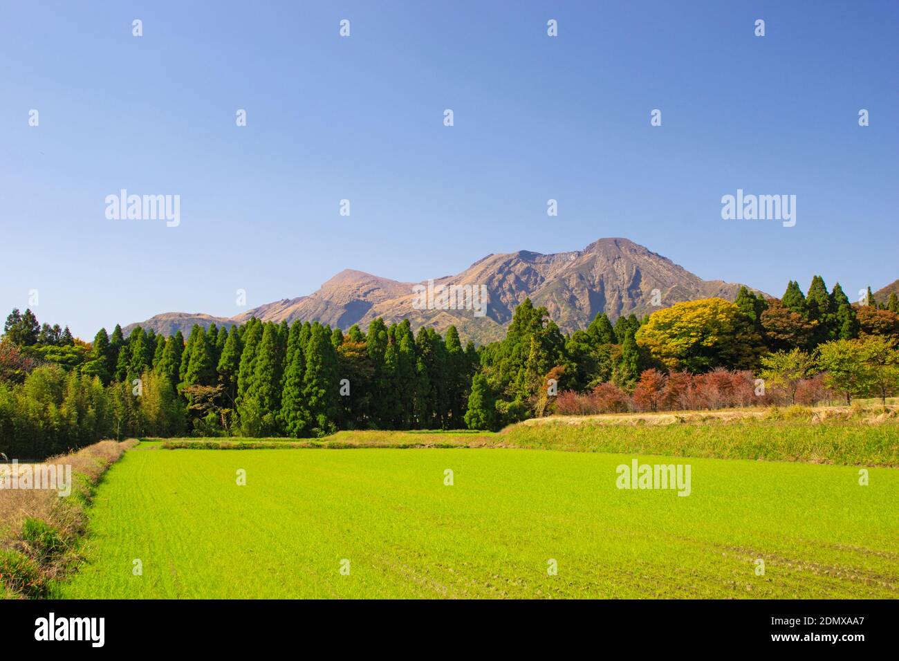Japanese fall foliage, Mt. Neko, Aso, Japan Stock Photo - Alamy