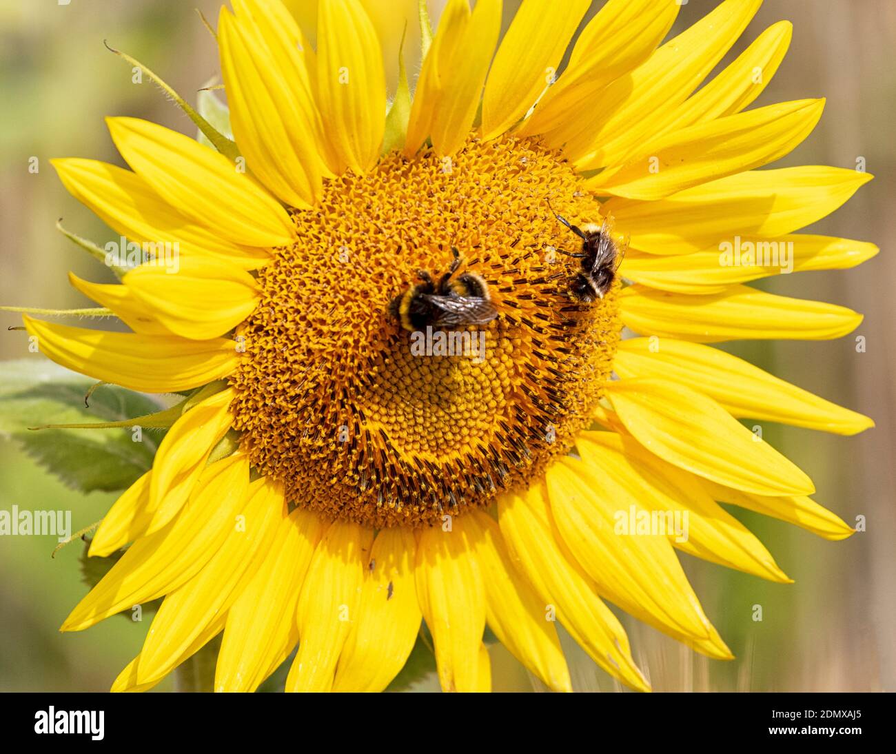 Smiling sunflower head in a cornfield, with bees for eyes Stock Photo ...