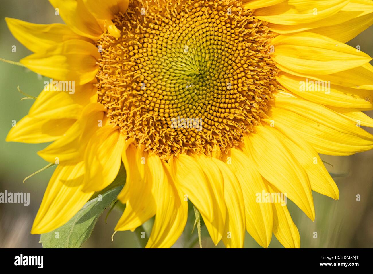 Sunflower seed green eyes hi-res stock photography and images - Alamy