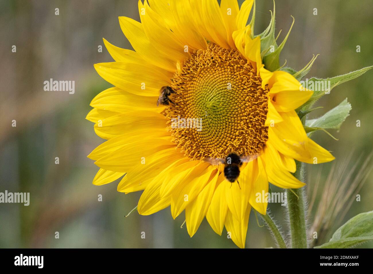 Smiling sunflower head in a cornfield, with bees for eyes Stock Photo ...