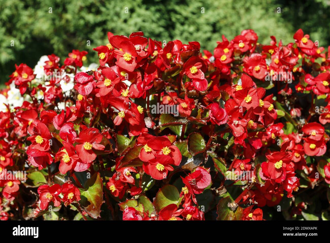 Red begonia flowers in the garden. Summer time Stock Photo - Alamy