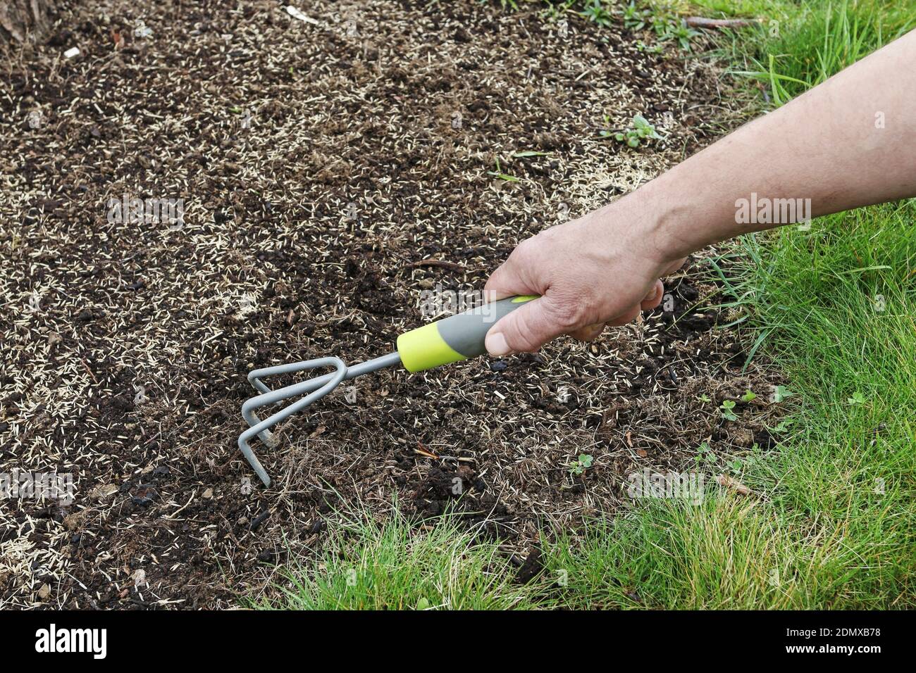 Man rakes the seeds of grass in fresh soil. Work in garden Stock Photo ...