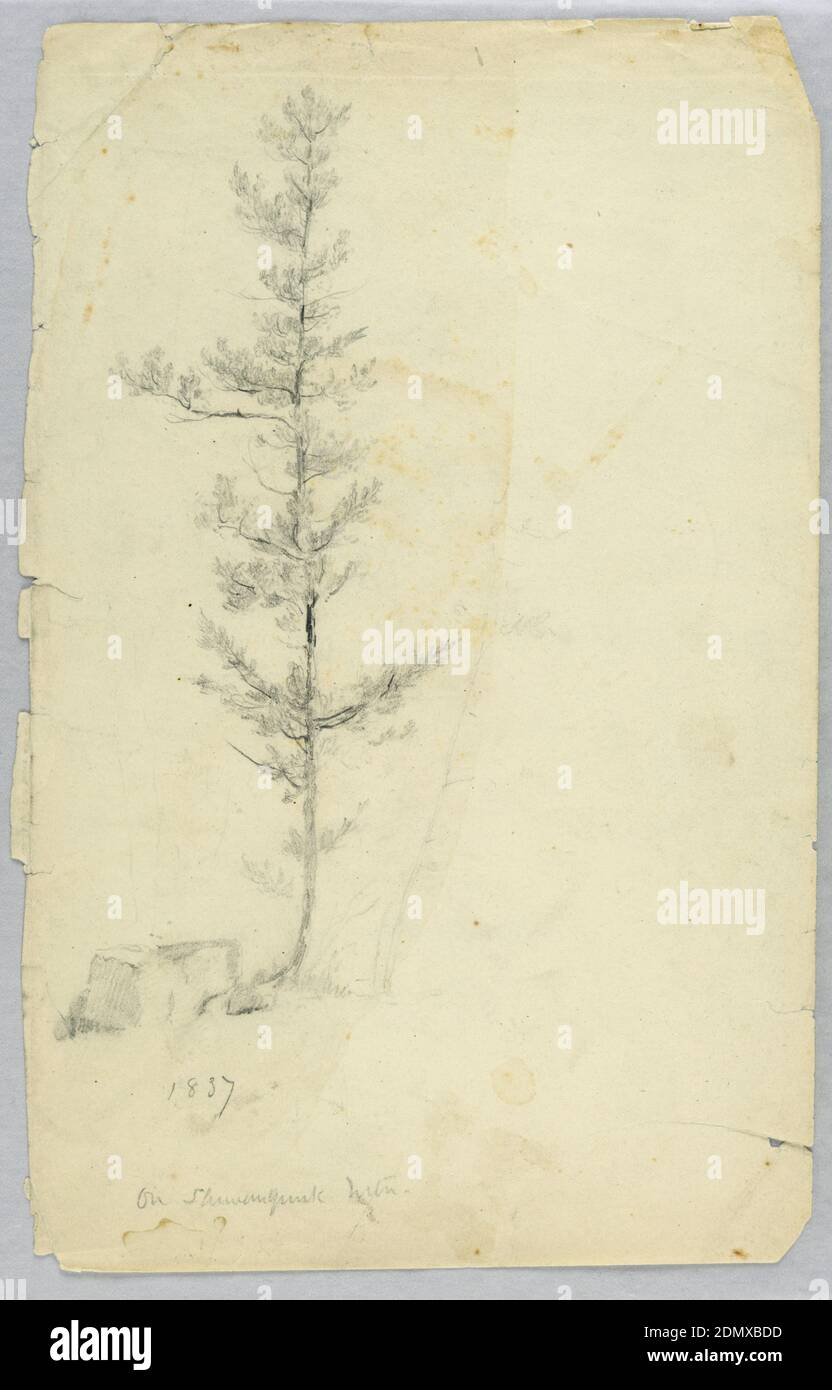 Scrawny pine tree hi-res stock photography and images - Alamy