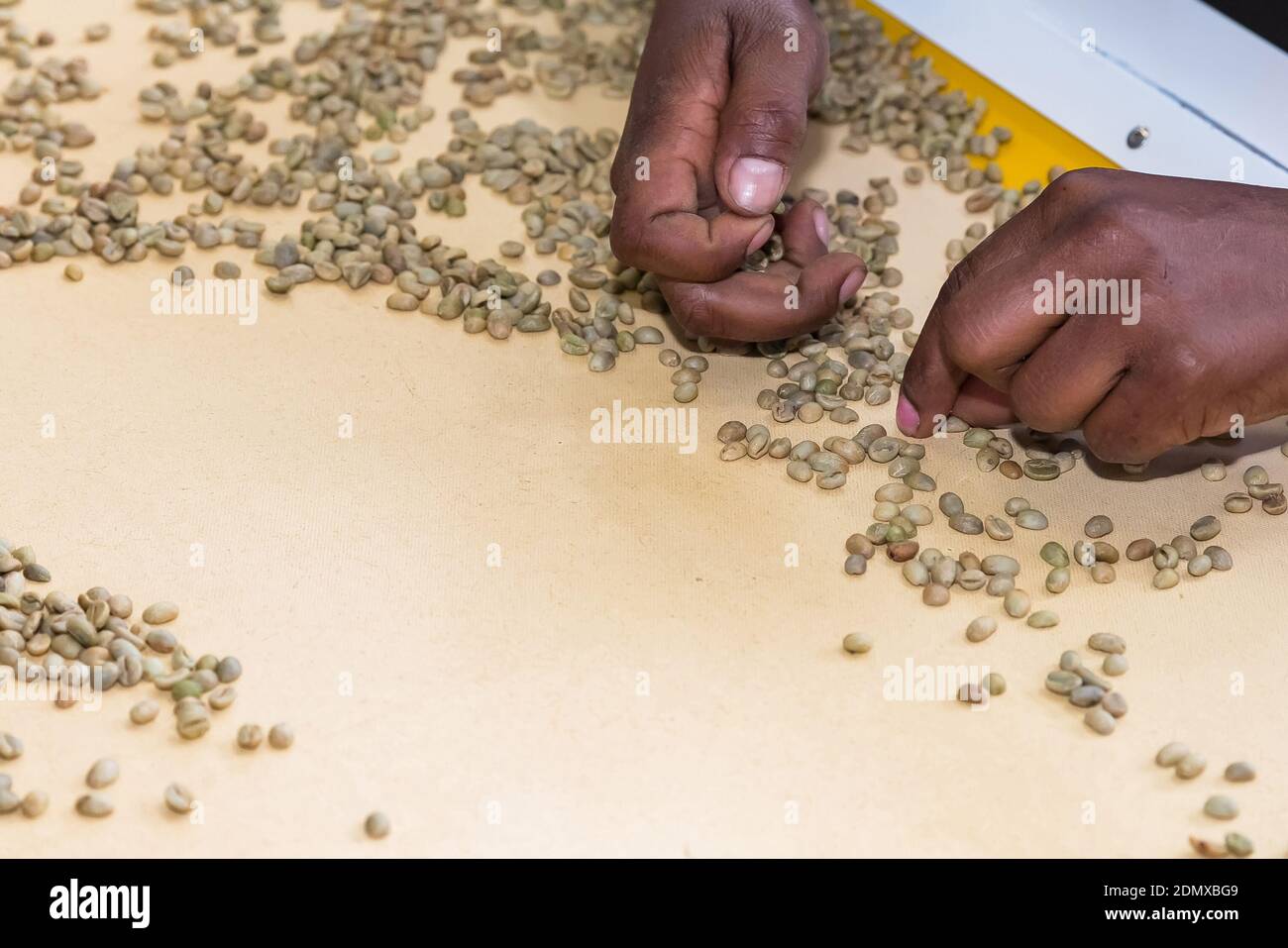 A worker sorting coffee beans at a coffee factory Stock Photo - Alamy