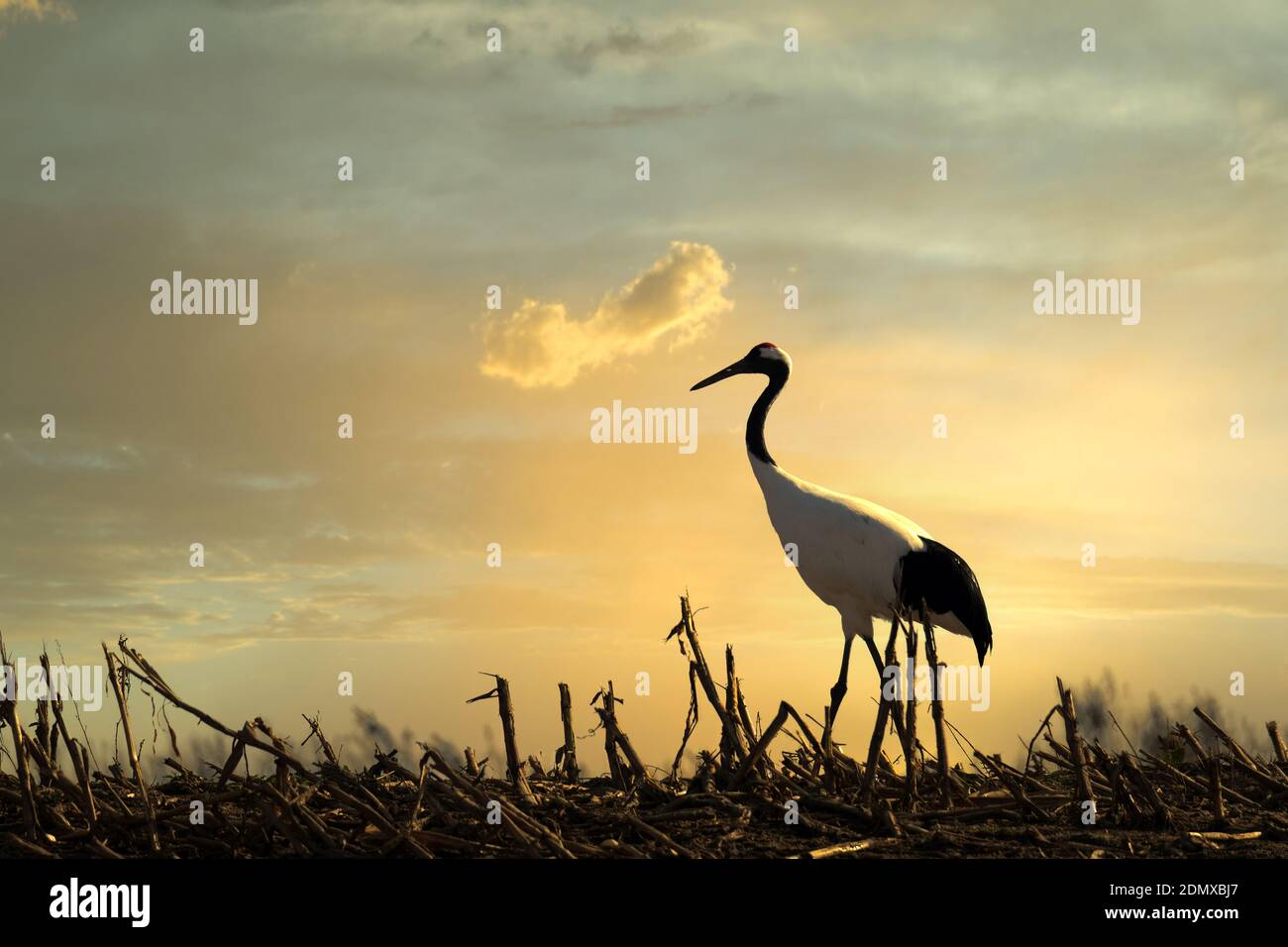 Crane and Landscape Stock Photo - Alamy