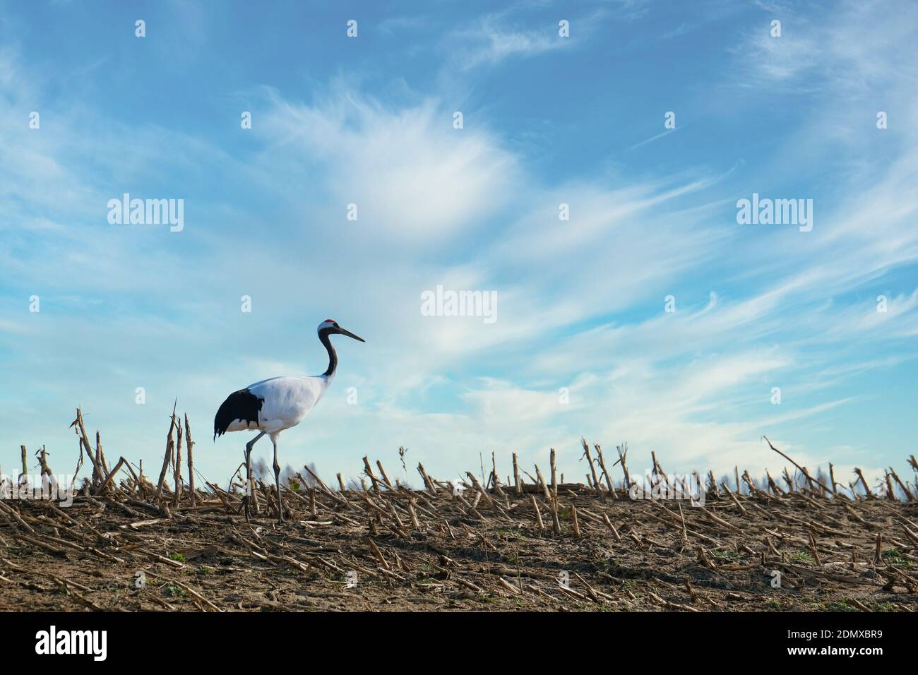 Crane and Landscape Stock Photo - Alamy