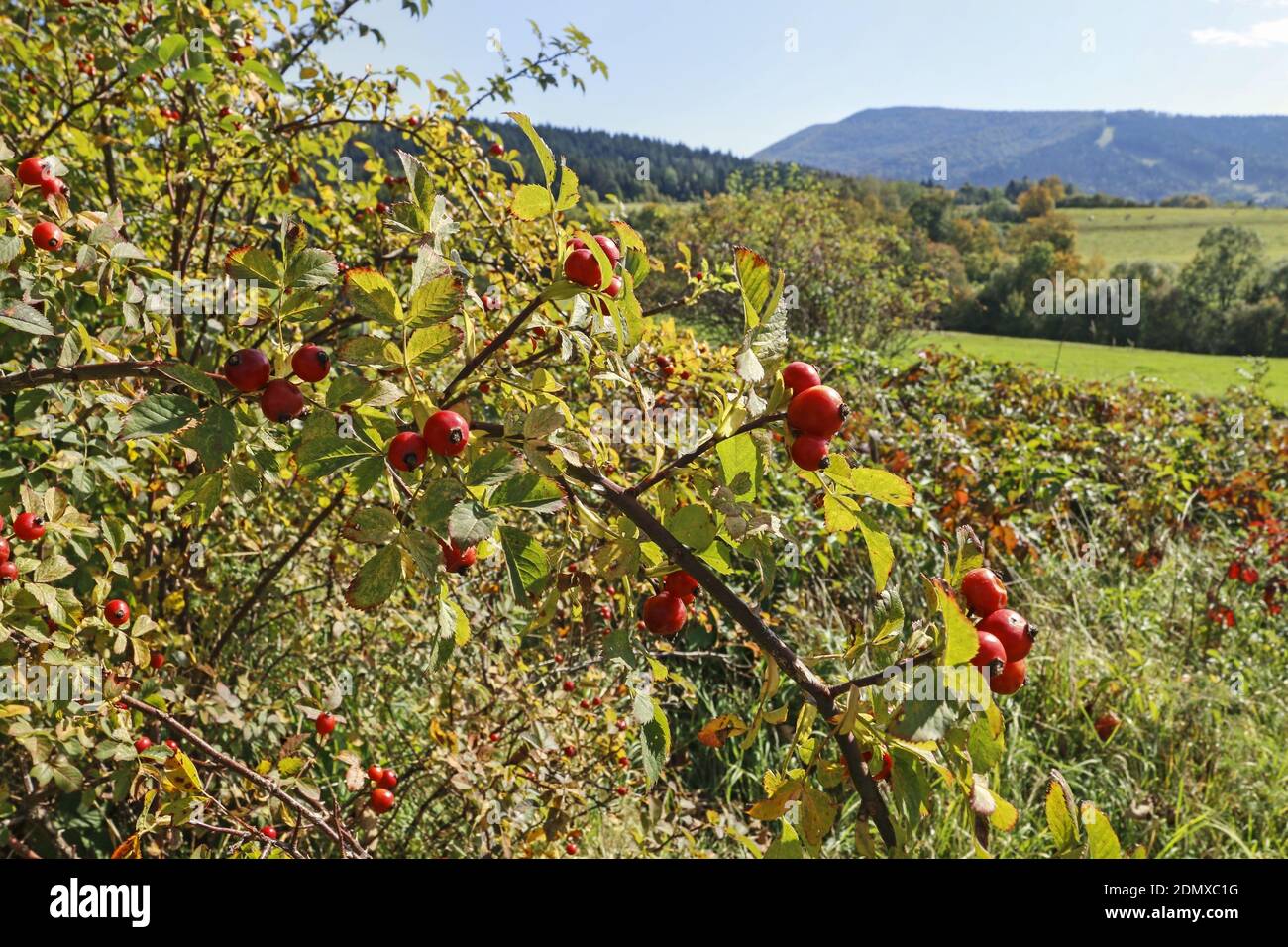 Red rose hip shrub in the garden. Autumn time Stock Photo - Alamy