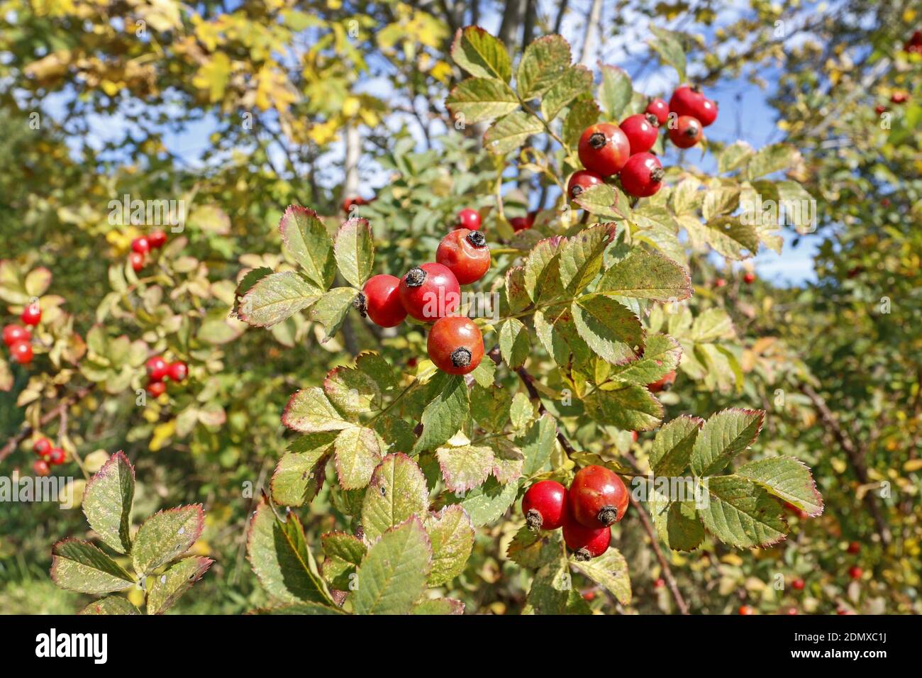 Red rose hip shrub in the garden. Autumn time Stock Photo - Alamy