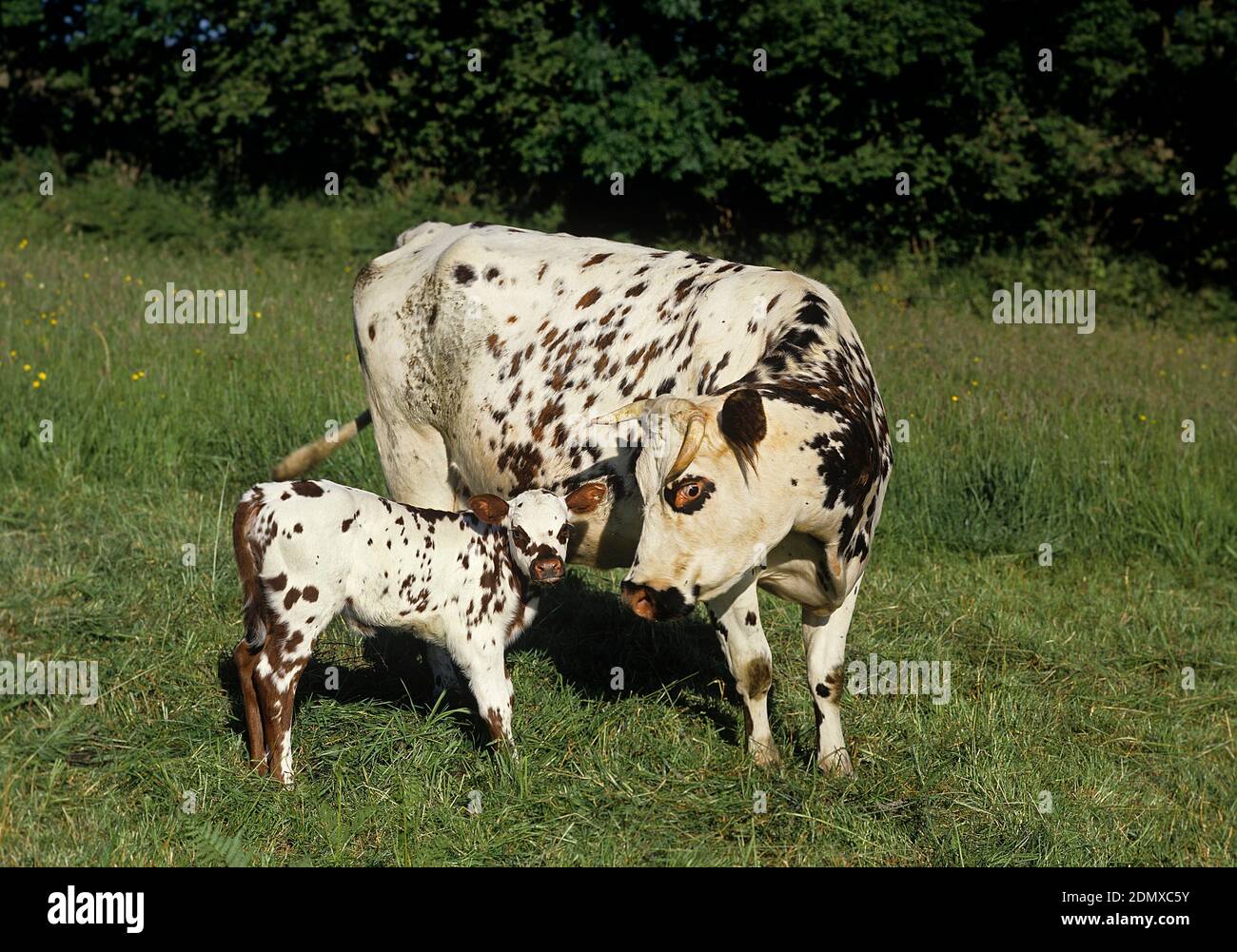 Normandy Cow with Calf, French domestic Cattle Stock Photo - Alamy