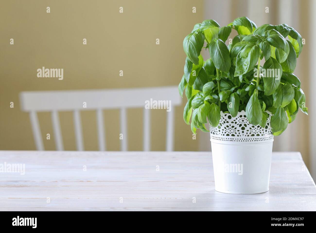 Basil plant on a white wooden table. Healthy food Stock Photo - Alamy