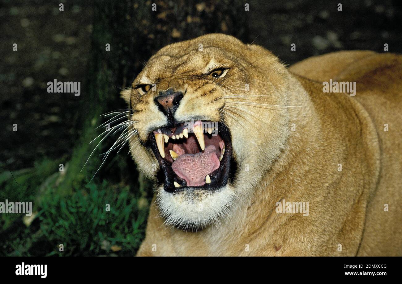 Roaring lioness front hi-res stock photography and images - Alamy
