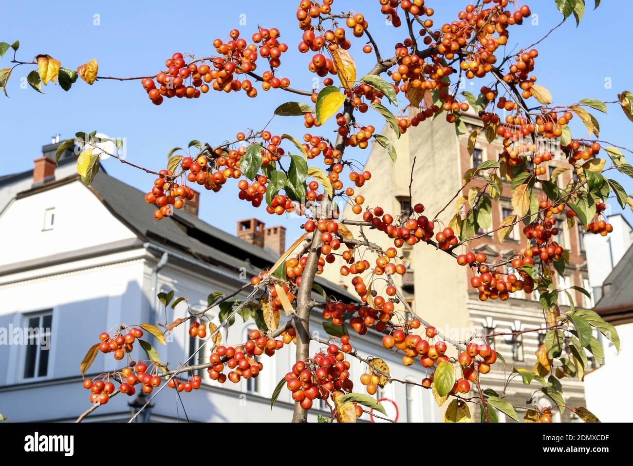 Paradise apple tree (Malus pumila Mill) in the old town of Cieszyn ...