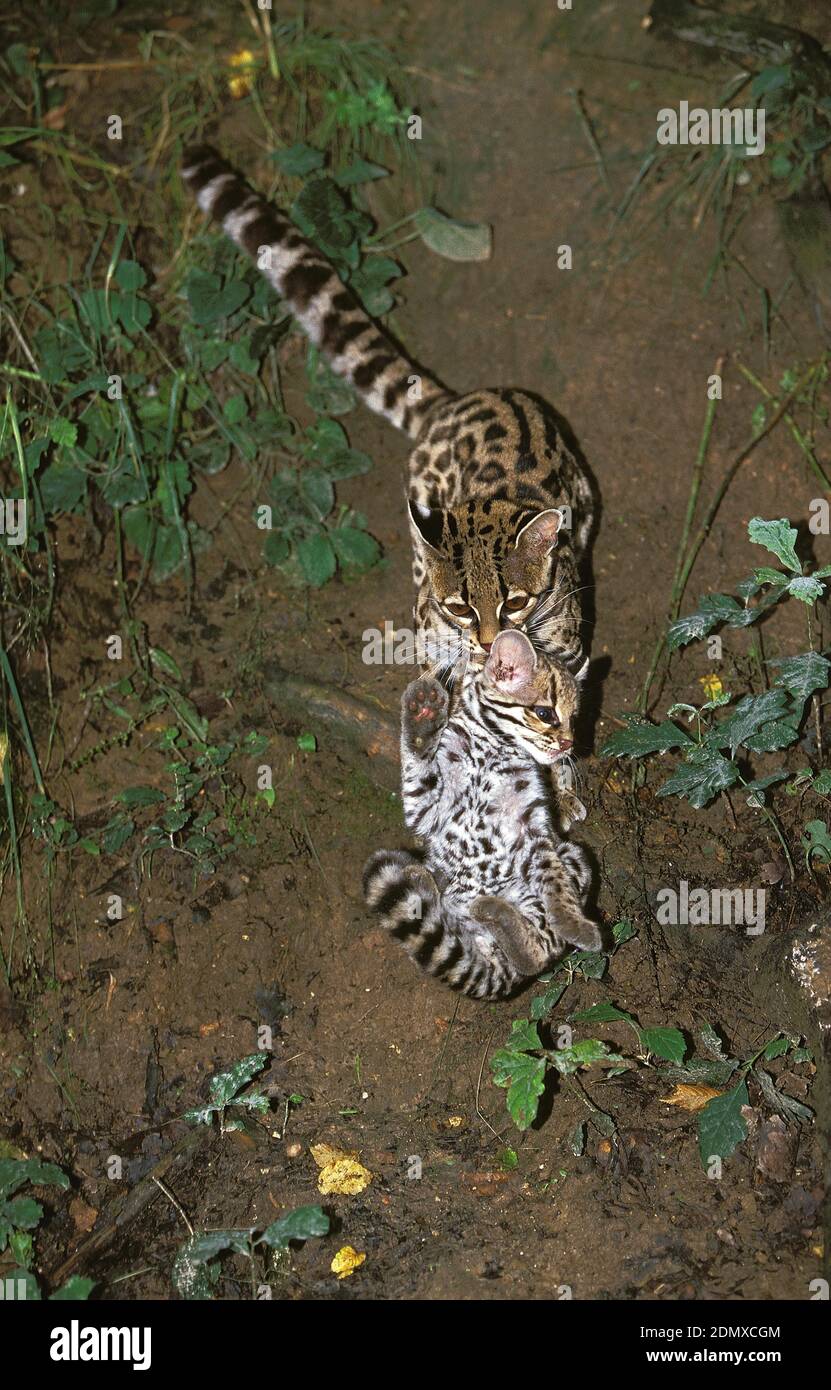 Margay cub not domestic hi-res stock photography and images - Alamy