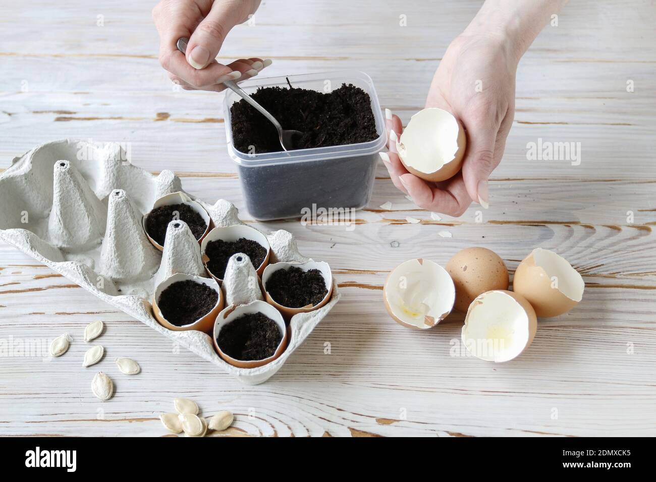 How to grow any plant in an egg shell. Step by step, tutorial Stock ...