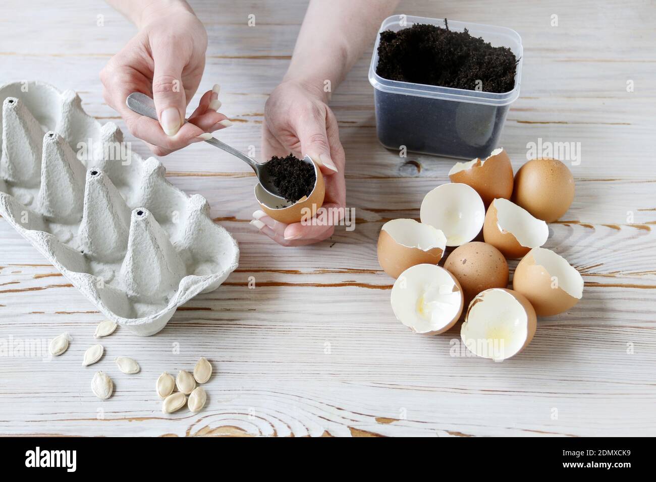 How to grow any plant in an egg shell. Step by step, tutorial Stock ...