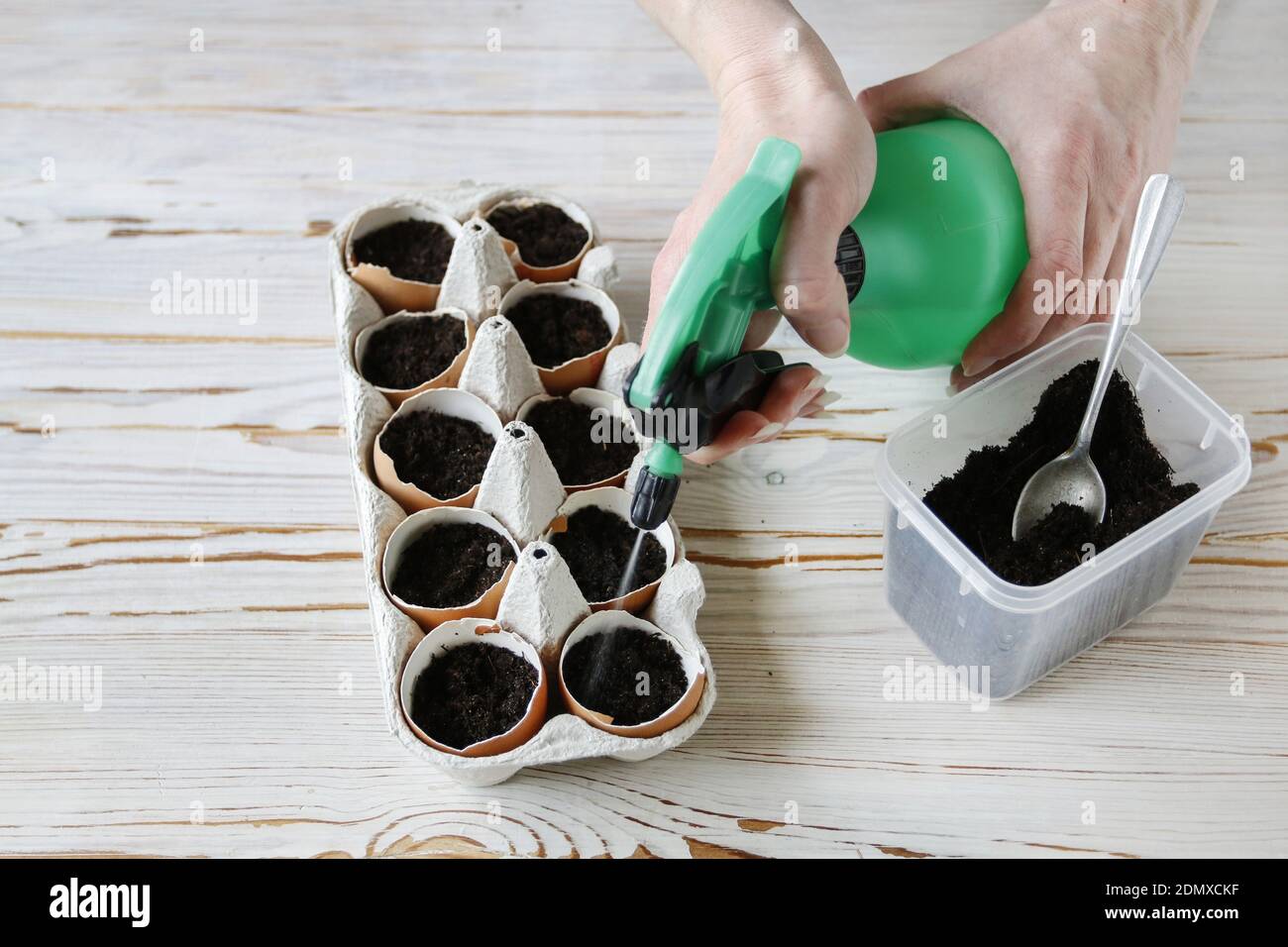 How to grow any plant in an egg shell. Step by step, tutorial Stock ...