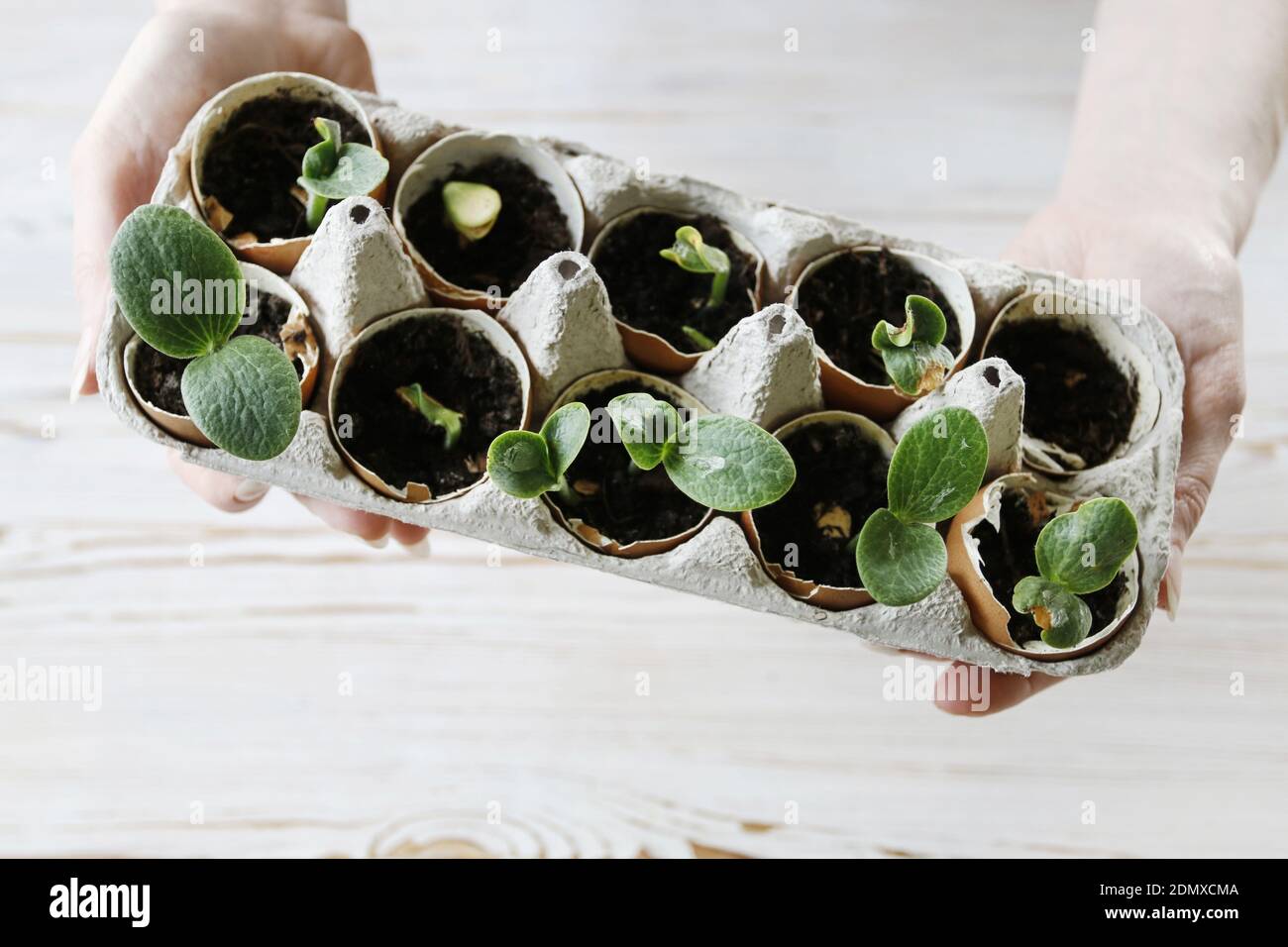 How to grow any plant in an egg shell. Step by step, tutorial Stock ...