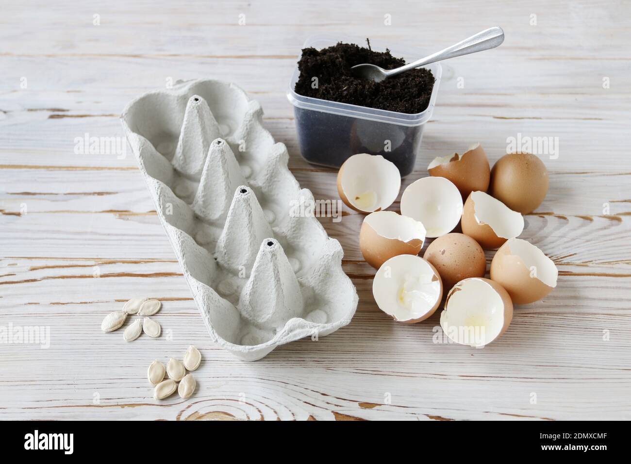 How to grow any plant in an egg shell. Step by step, tutorial Stock ...