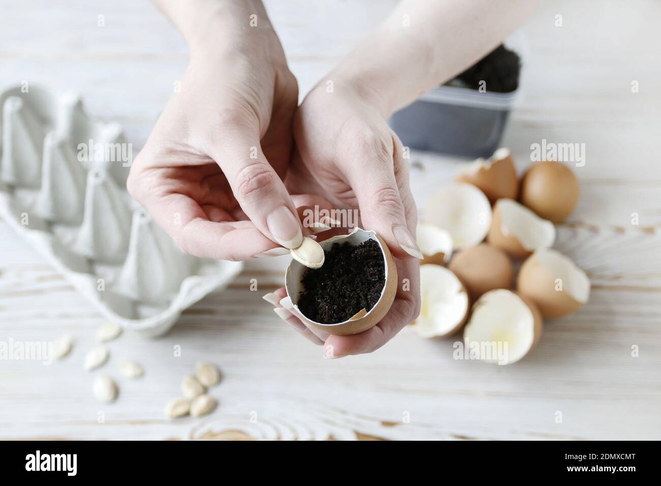 How to grow any plant in an egg shell. Step by step, tutorial Stock ...