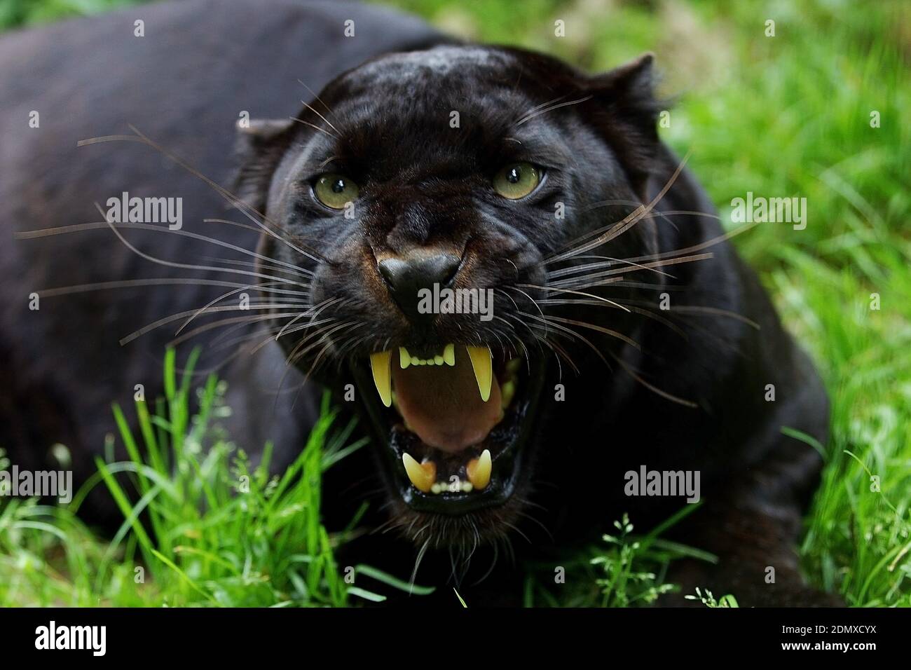 Black Panther, panthera pardus, Adult Snarling, in Defensive Posture ...