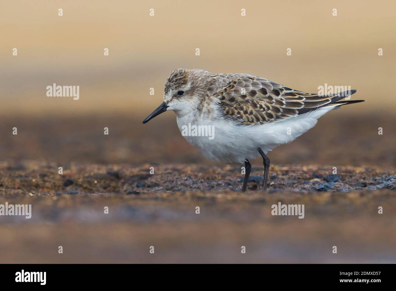 Kleine Strandloper in winterkleed; Little Stint in winterplumage Stock ...