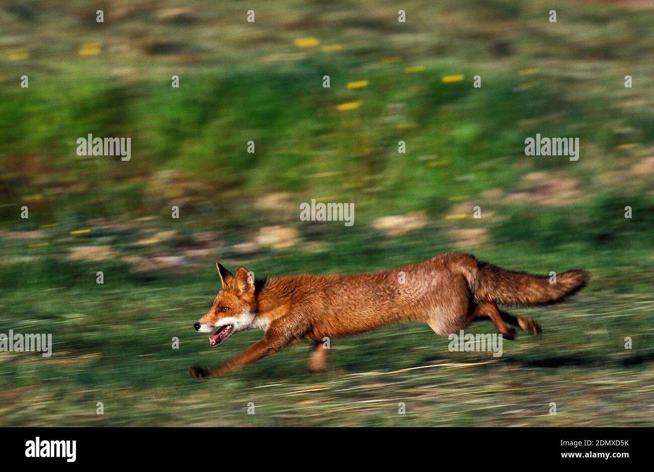 Red Fox, vulpes vulpes, Adult running, Normandy Stock Photo - Alamy