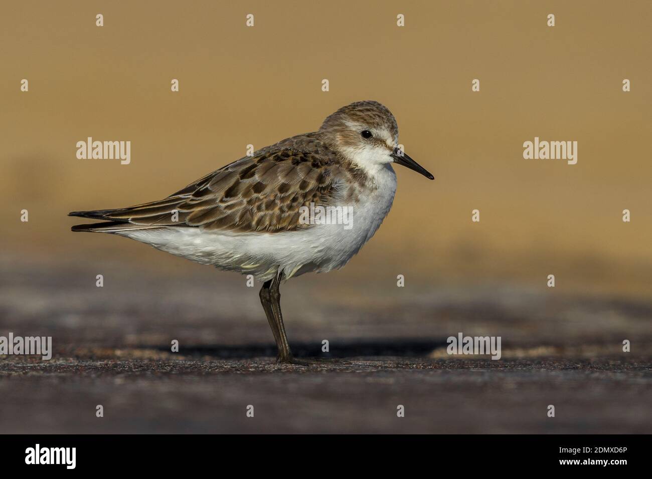 Kleine Strandloper in winterkleed; Little Stint in winterplumage Stock ...