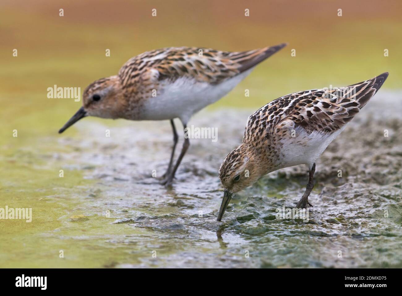 Adulte Kleine Strandloper; Little Stint adult Stock Photo - Alamy