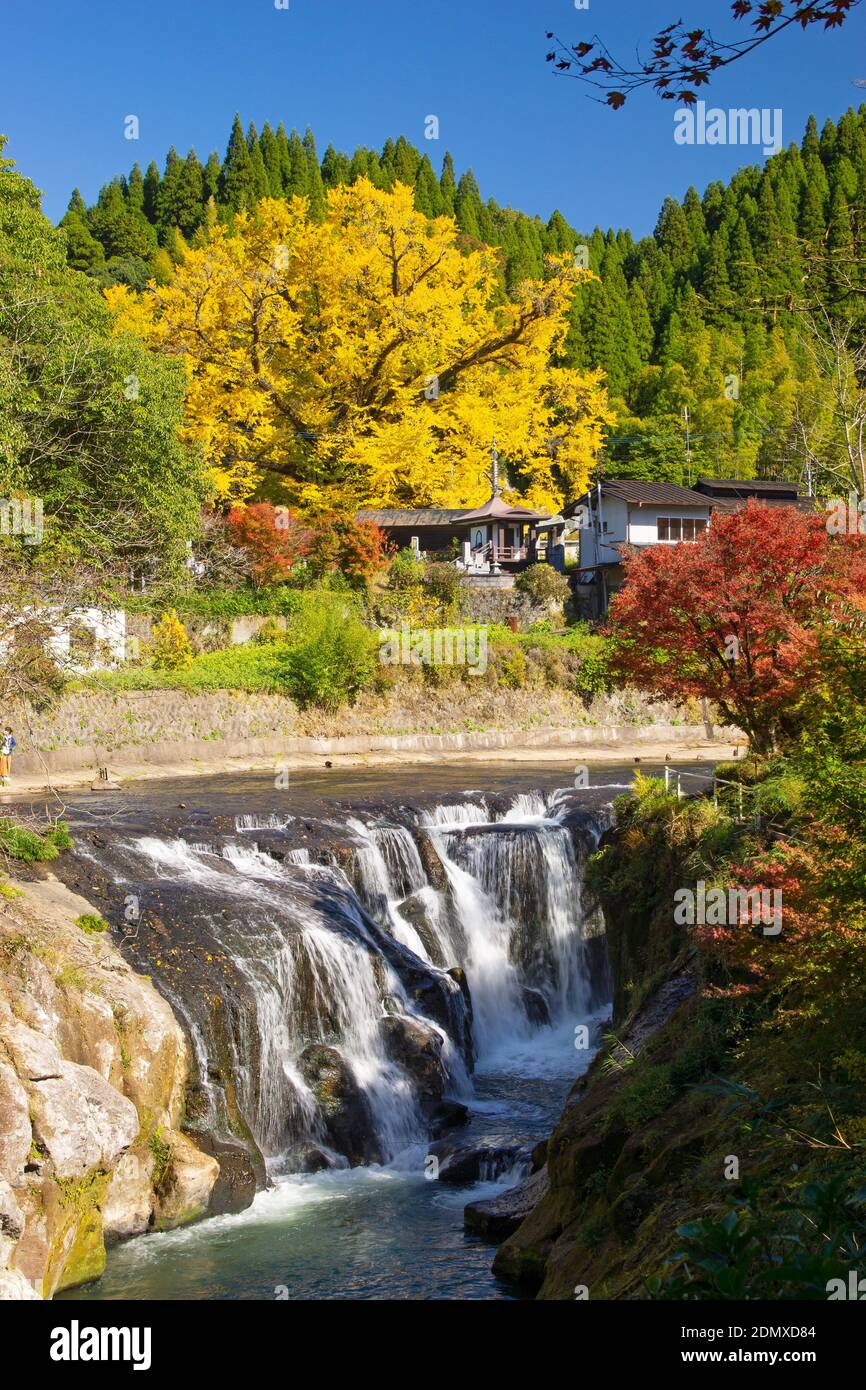 Shimojo Big Ginkgo Tree and Nabekama Waterfall, Kumamoto Prefecture ...
