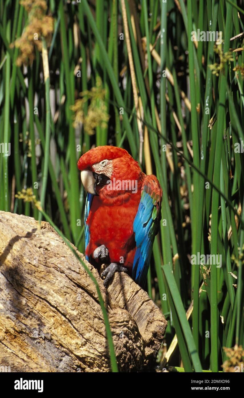 Red-and-Green Macaw, ara chloroptera Stock Photo - Alamy