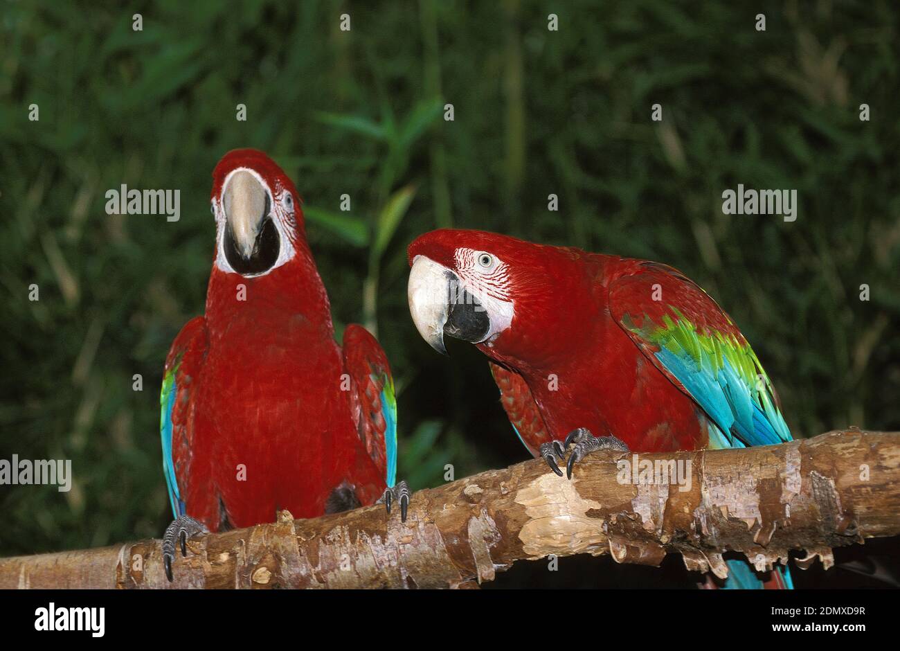 Red-and-Green Macaw, ara chloroptera, Pair Stock Photo - Alamy