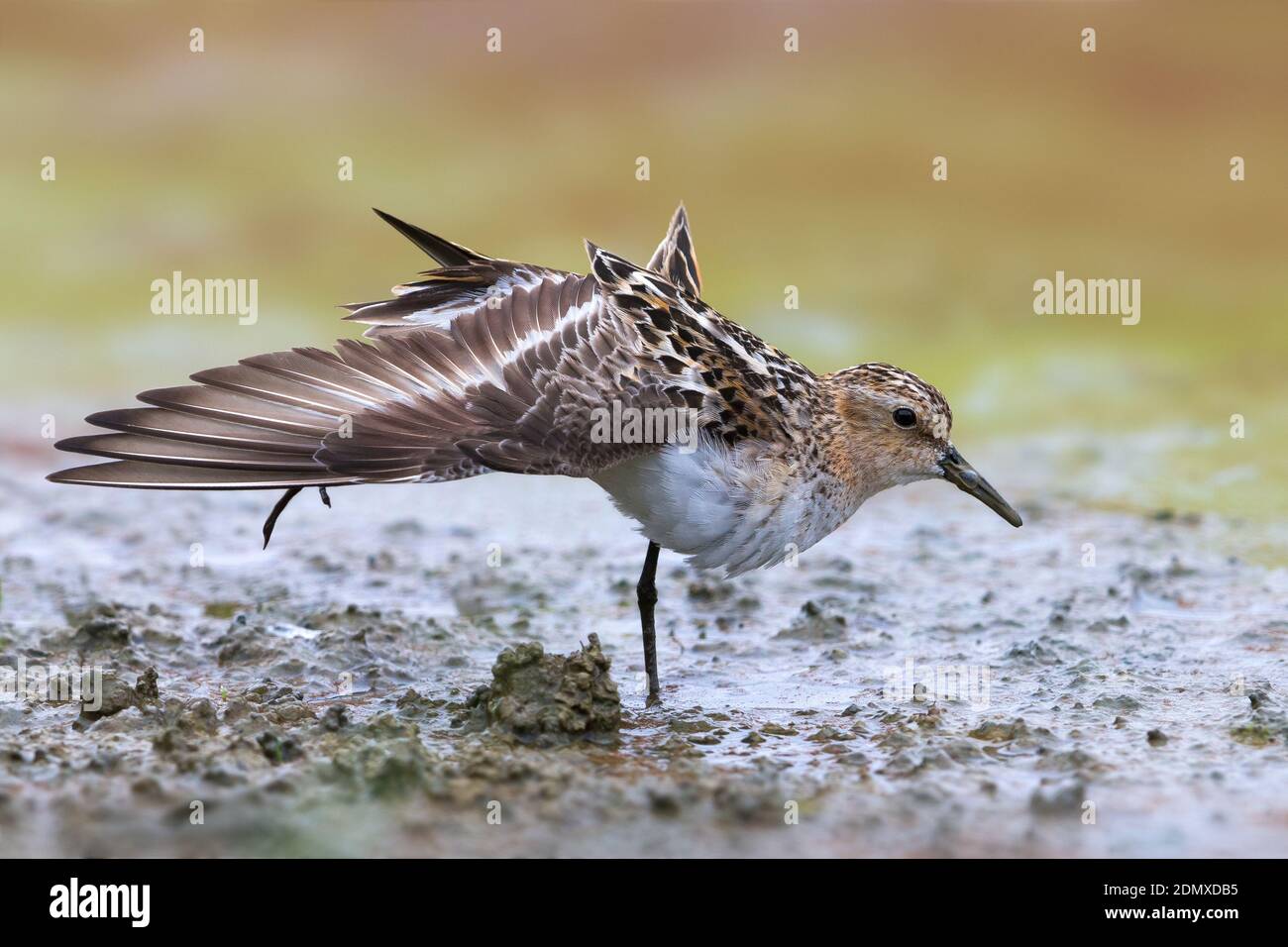 Kleine Strandloper High Resolution Stock Photography and Images - Alamy