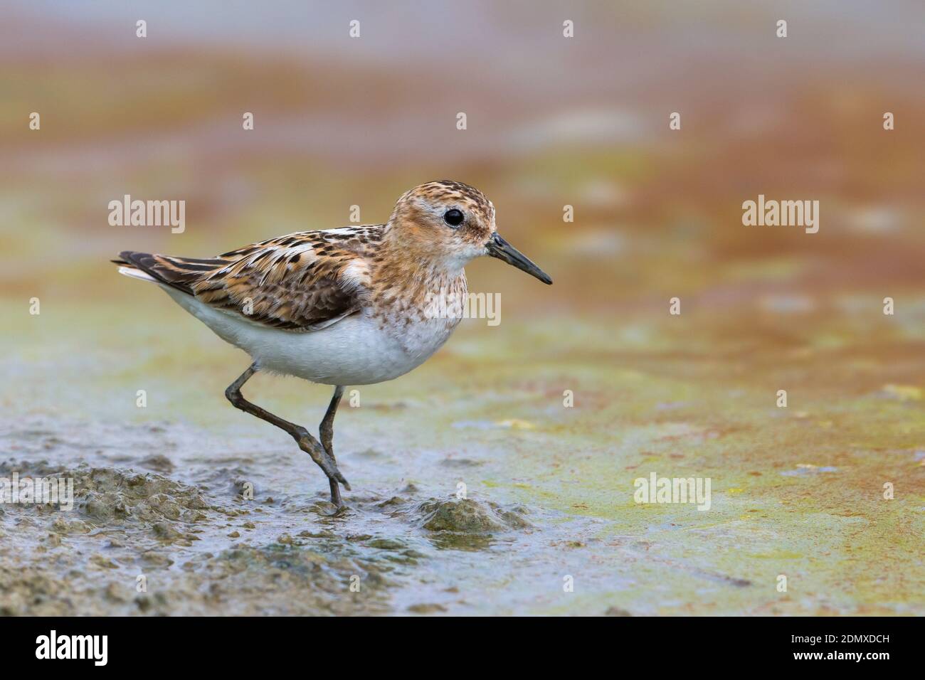 Adulte Kleine Strandloper; Little Stint adult Stock Photo - Alamy
