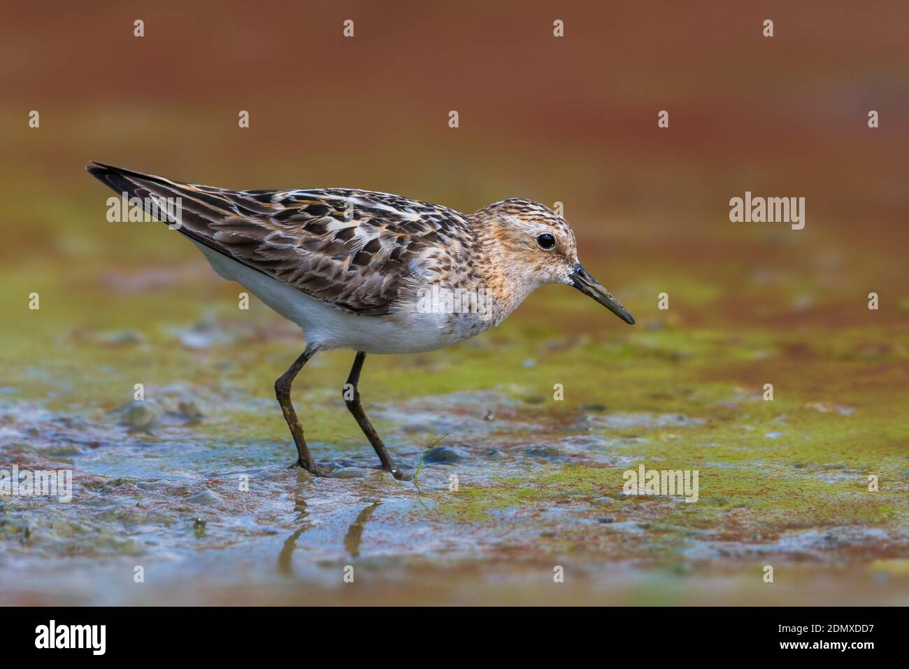 Adulte Kleine Strandloper; Little Stint adult Stock Photo - Alamy