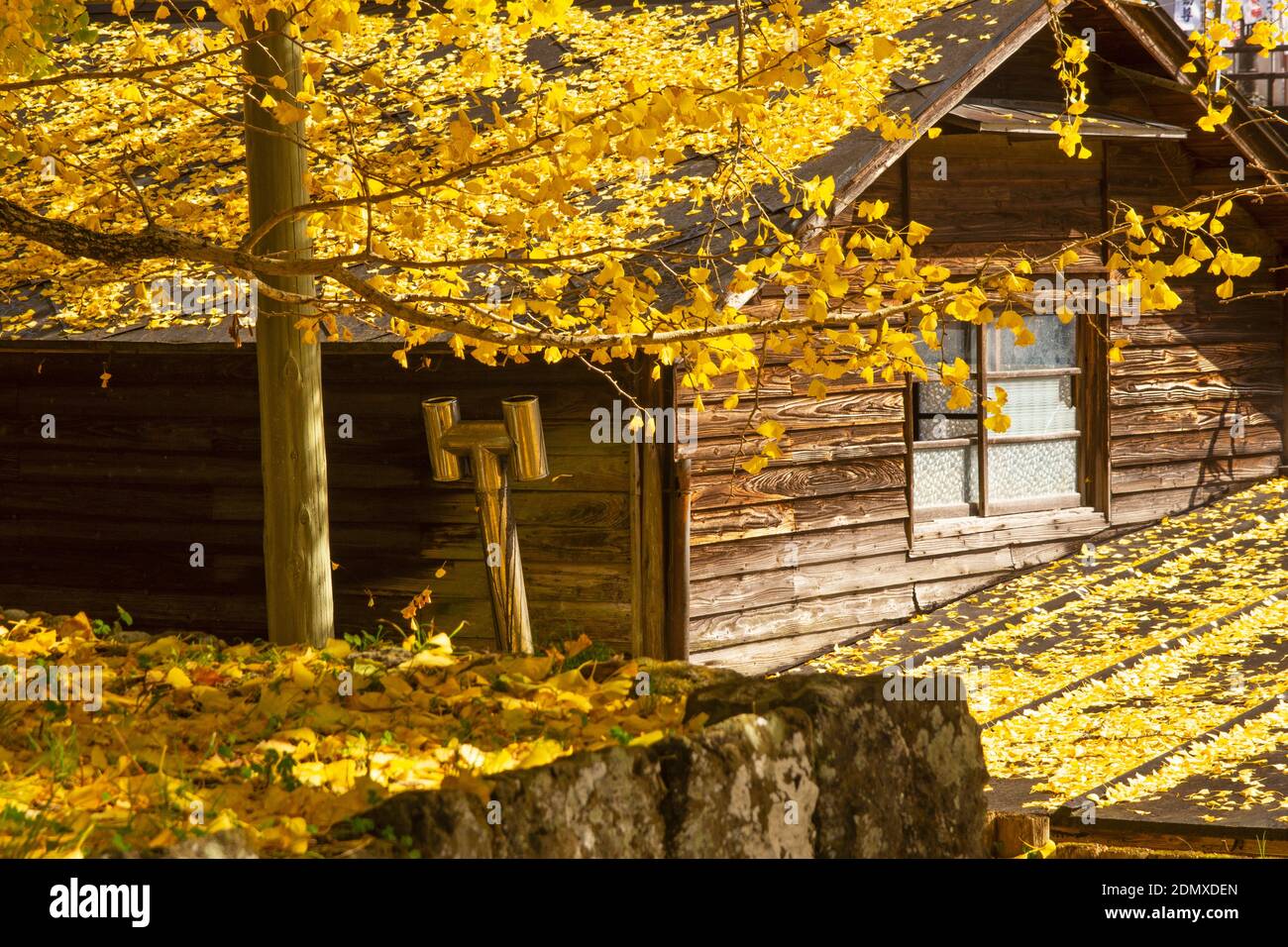 Shimojo Big Ginkgo Tree, Kumamoto Prefecture, Japan Stock Photo - Alamy