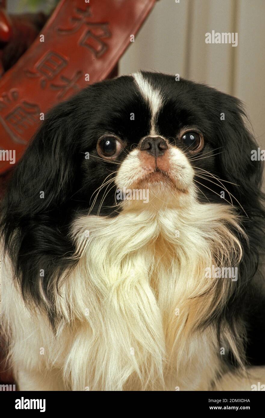 Portrait of japanese spaniel hi-res stock photography and images - Alamy