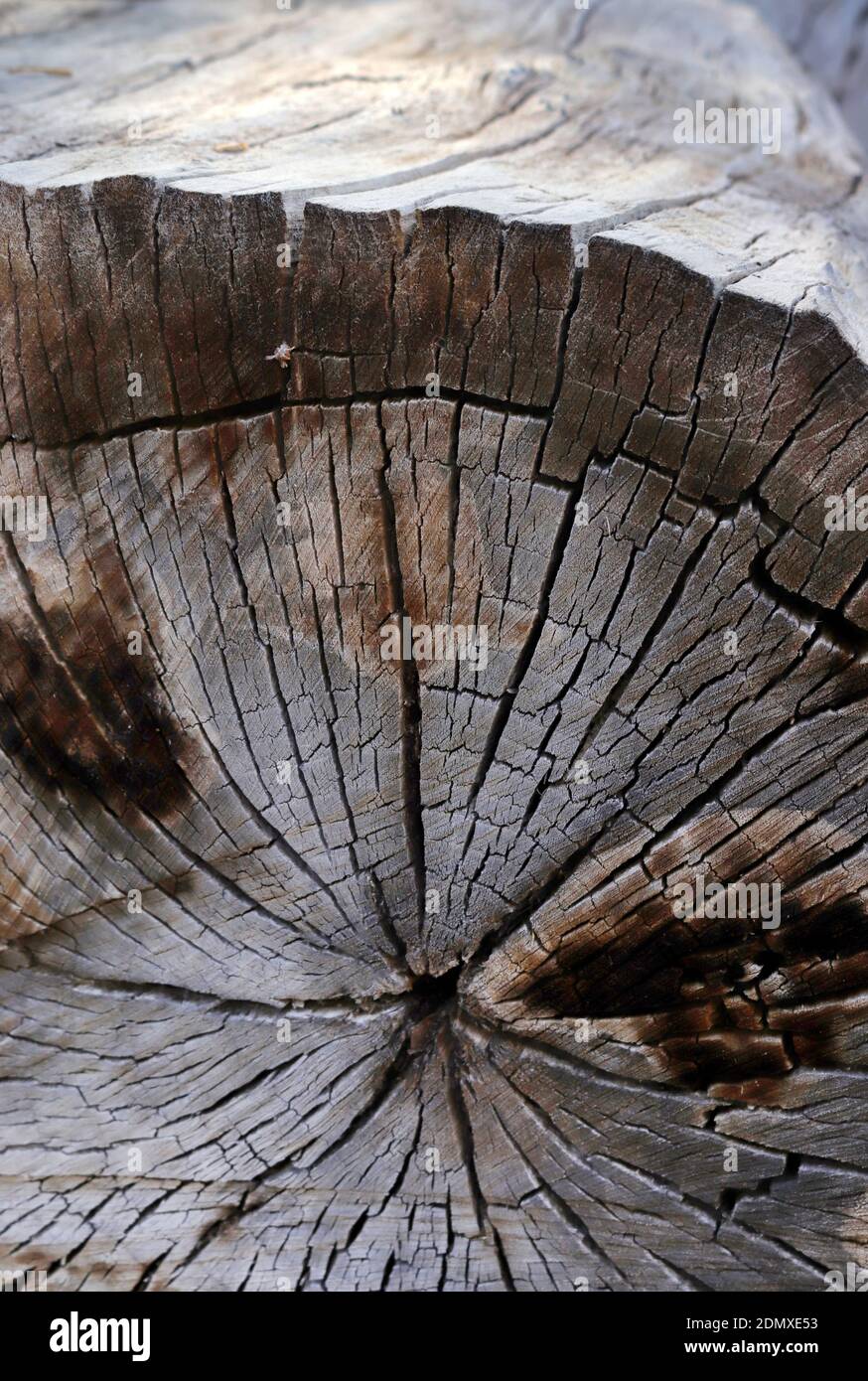 Tree ring abstract background textured. Natural organic texture with ...