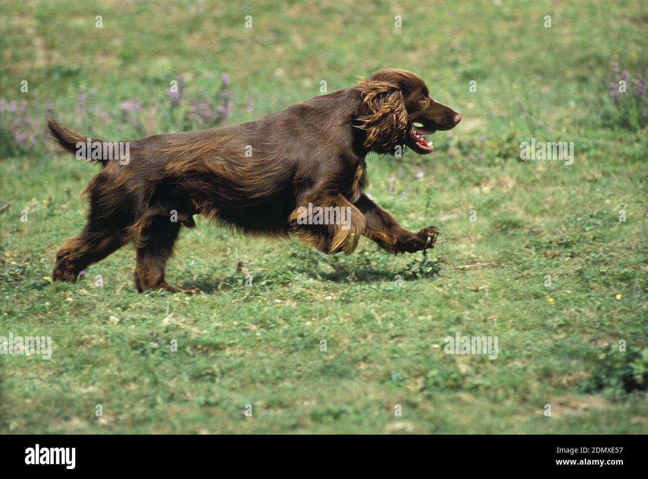 Field Spaniel Dog, Male running on Grass Stock Photo - Alamy