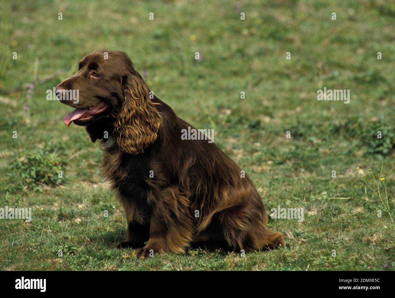 Field Spaniel Dog sitting on Grass Stock Photo - Alamy