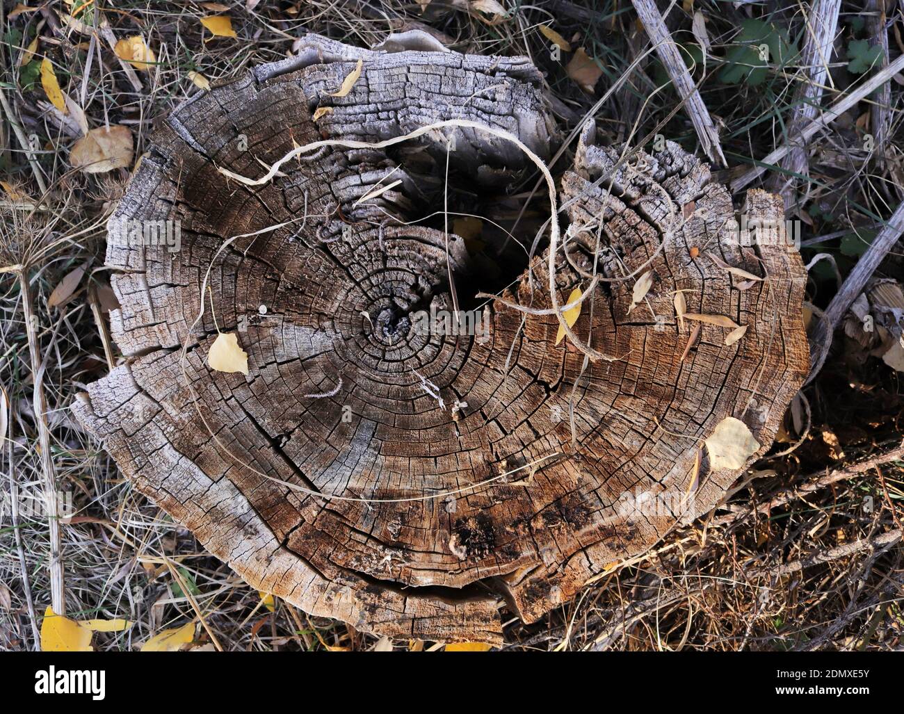 Tree ring abstract background textured. Natural organic texture with ...