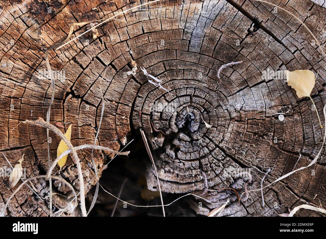 Tree ring abstract background textured. Natural organic texture with ...