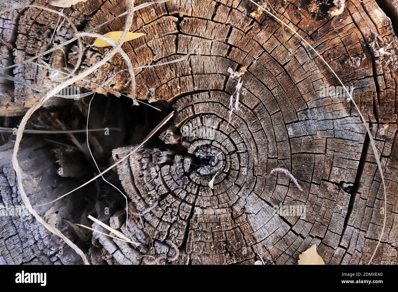 Tree ring abstract background textured. Natural organic texture with ...