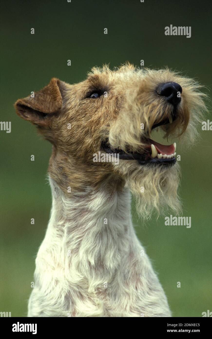 Portrait of Wire-Haired Fox Terrier Stock Photo - Alamy